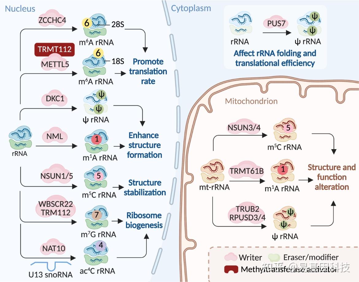 深度综述：m6A/m5C/m1A/m7G/ac4C/Ψ等8种RNA修饰的生物学功能和潜在机制 - 知乎