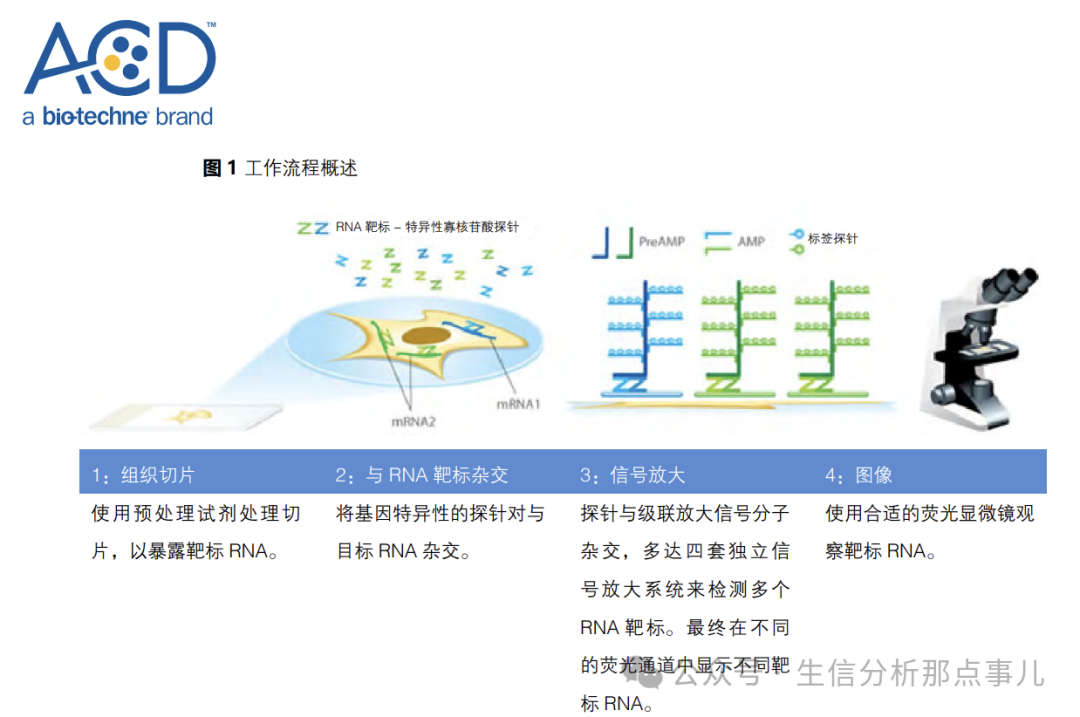 HCR-probe探针设计-R语言版本(一） - 知乎