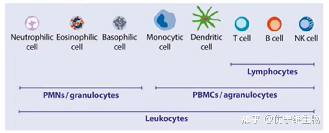 ELISPOT进阶指南——PBMC样本制备（分离、冻存、复苏） - 知乎