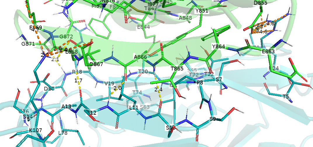 Pymol自动显示蛋白-蛋白相互作用 - 知乎