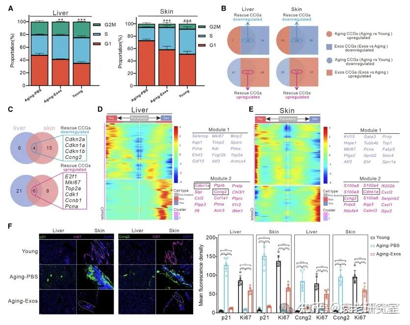 Cell Metabolism揭示: 外泌体 miR-302b 可逆转衰老细胞的增殖停滞，使衰老小鼠恢复青春! - 知乎