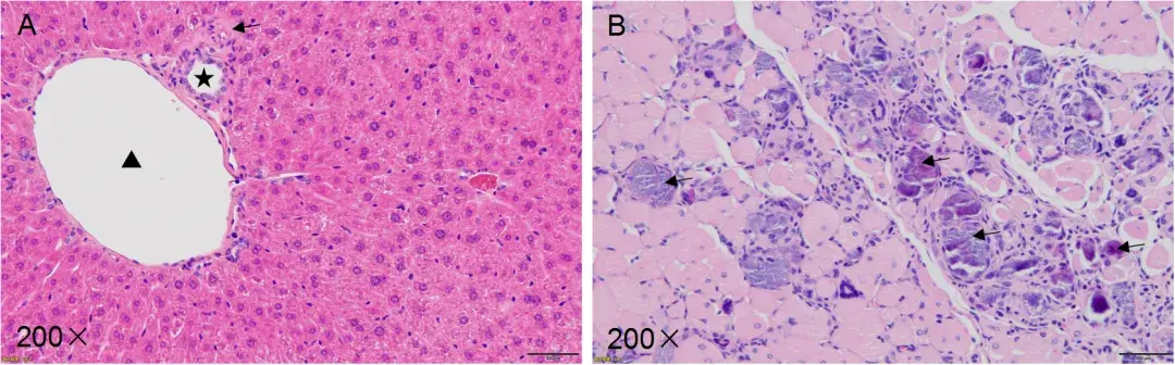 【病理专题】HE及IHC切片质量检查要点分析-行业新闻-空间多组学分析-医学实验外包-动物实验外包-细胞实验外包「东极生物」