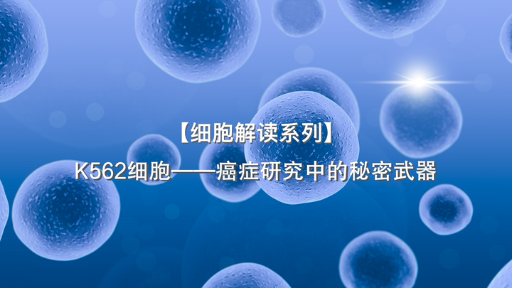 【细胞解读系列】K562细胞——癌症研究中的秘密武器 - 知乎