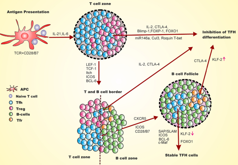 Tfh细胞及其相关的细胞因子 - 知乎
