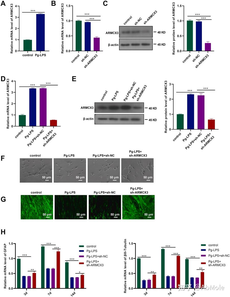 AbMole小课堂丨bFGF（FGF-2）：维持干细胞培养、驱动类器官构建与细胞分化 - 知乎