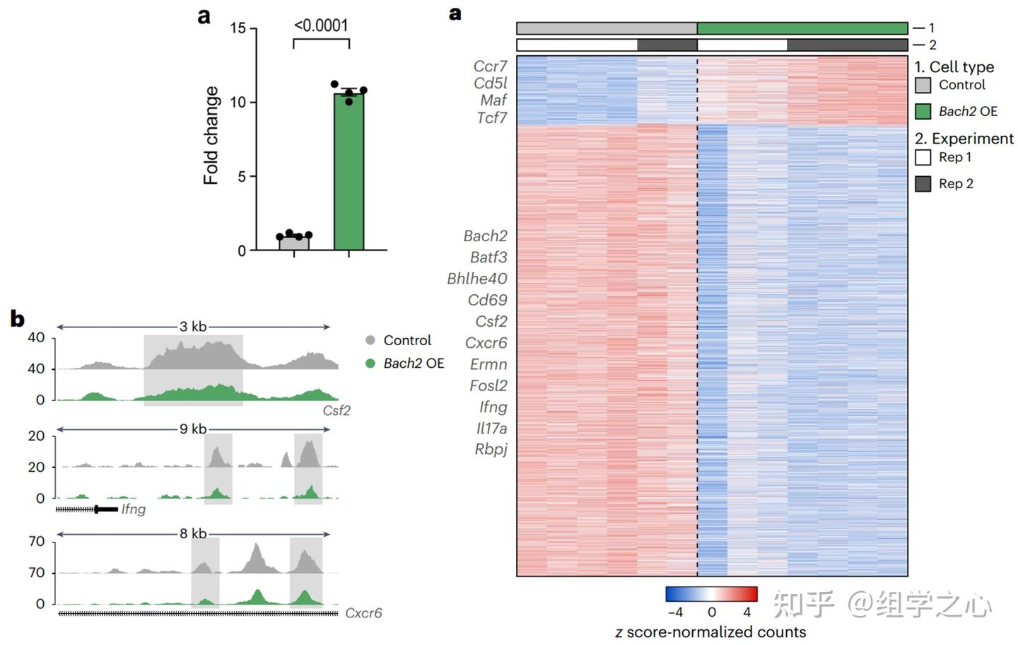 nature immunology | BACH2调控“调节性”和“促炎性”TH17细胞的染色质多样化状态 - 知乎