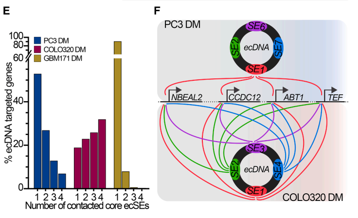 Cancer cell | ecDNA利用其超级增强子驱动相分离形成核内凝聚体，高效激活致癌转录 - 知乎