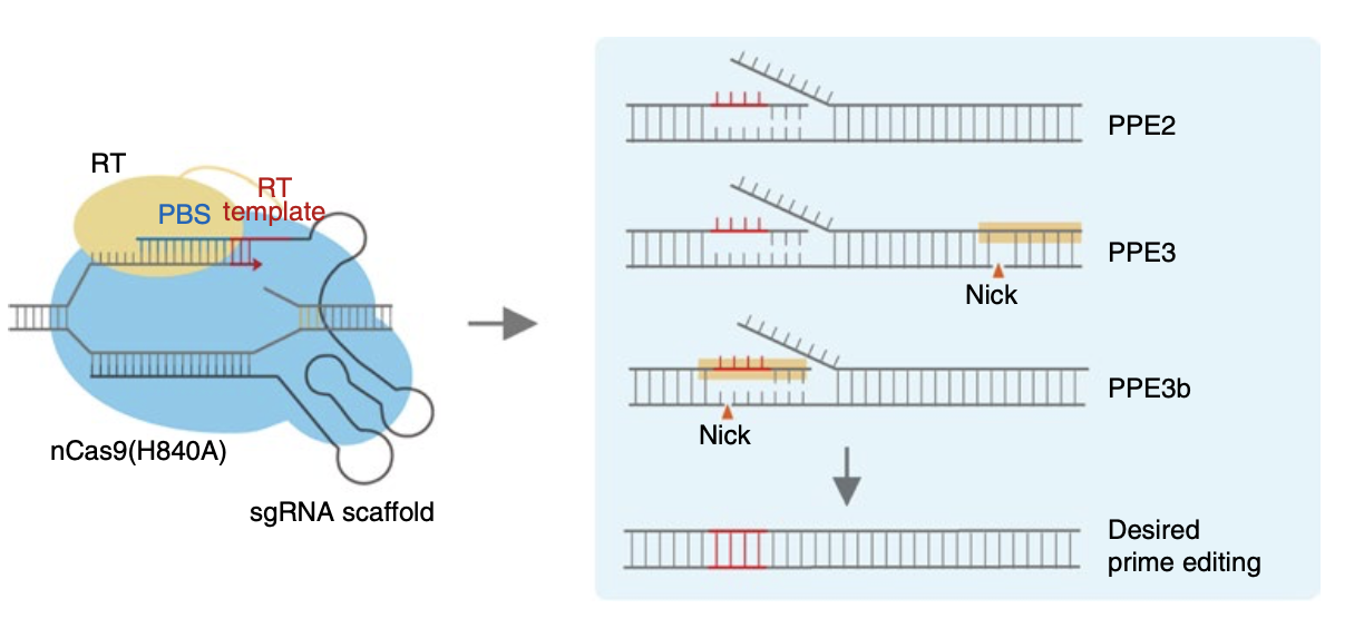 Prime Editing（先导编辑）植物细胞内的应用和优化 - 知乎