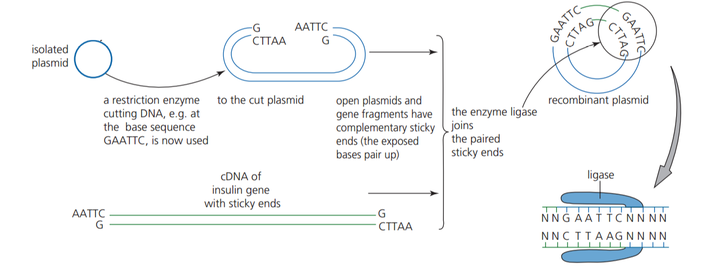 Topic 3.5 Genetic modification and biotechnology - 知乎