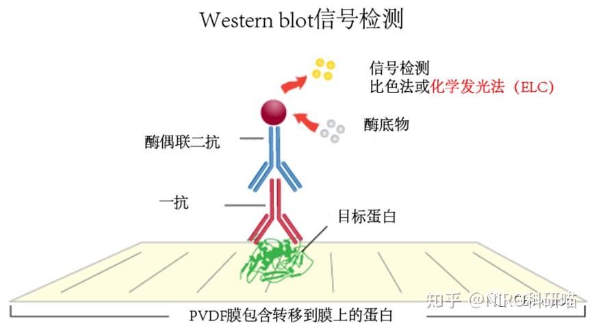 Western blot （WB）条带灰度值测量从原理到实践 - 知乎