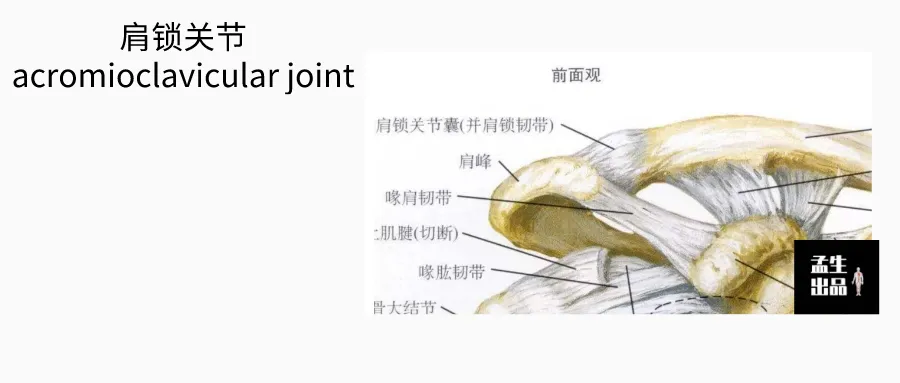 肩关节肌骨解剖学——肩关节基石：肩锁关节基础与损伤 - 知乎