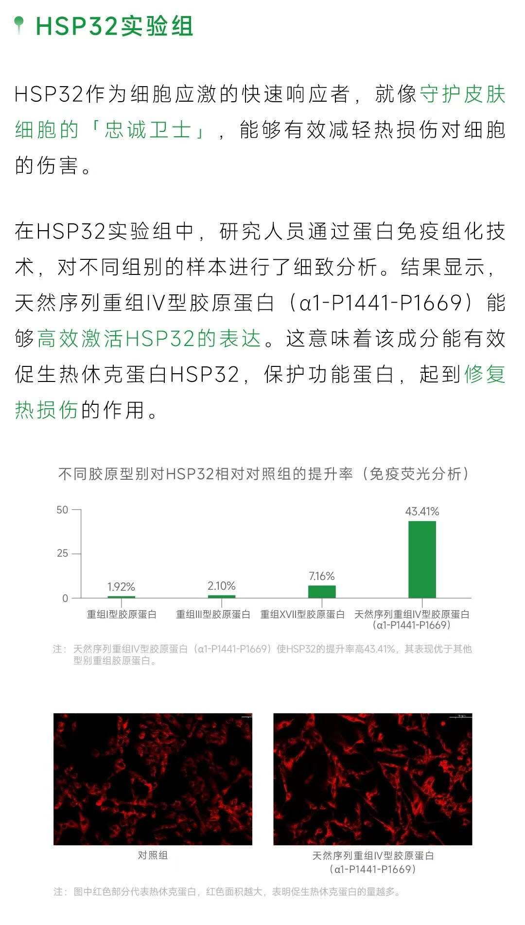 革新突破丨天然序列重组IV型胶原蛋白(α1-P1441-P1669) ，探寻热损伤修复的「无人之境」 - 知乎