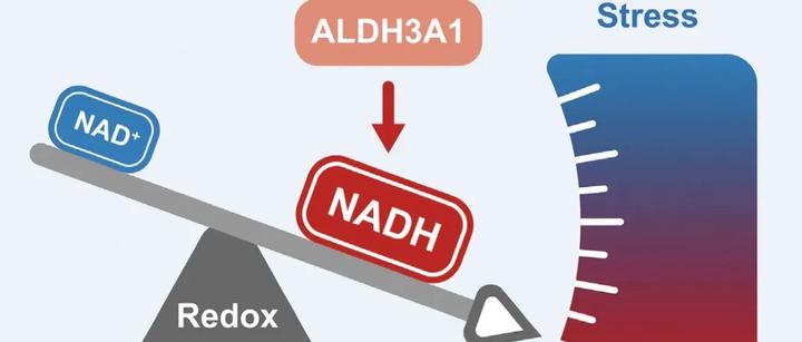 Cell Metabolism丨NRF2 激活诱导 NADH 还原应激，为肺癌提供代谢脆弱性 - 知乎