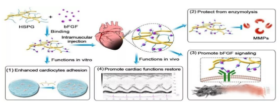 干细胞培养关键因子——bFGF - 知乎