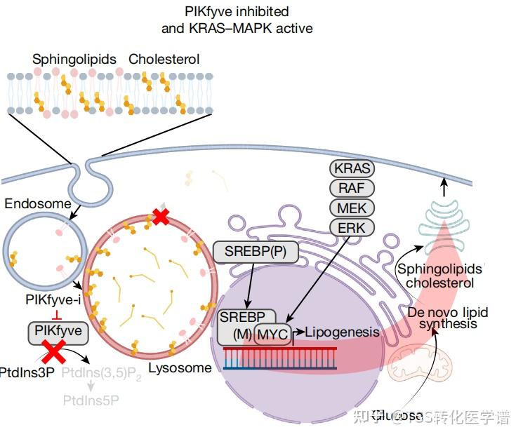 【Nature】胰腺癌中肿瘤代谢型合成致死的新靶点: PIKfyve - 知乎