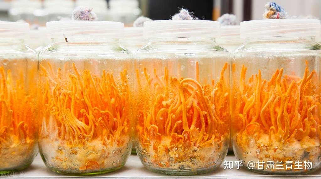 虫草有人工培植的吗？【兰青生物】 - 知乎