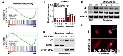 Polysome Profiling助力揭示小核仁RNA SNORA13调控细胞衰老的分子机制 - 知乎