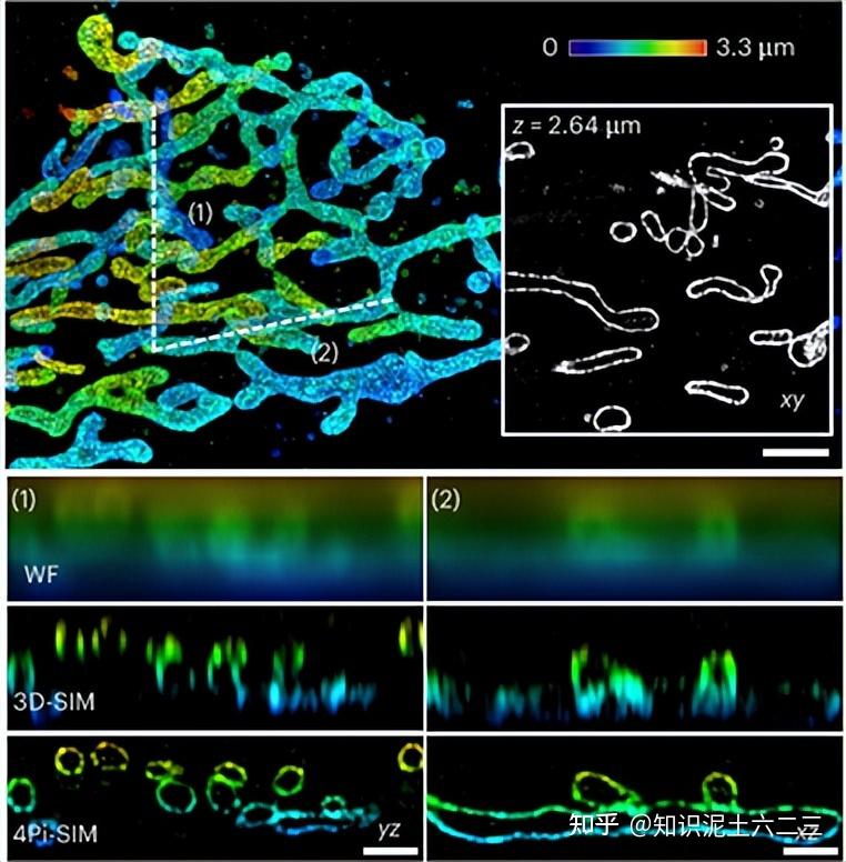 细胞成像的超级“放大镜”——4Pi-SIM - 知乎