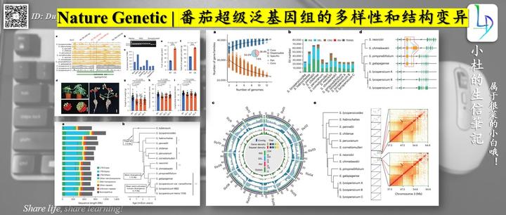 Nature Genetic | 番茄超级泛基因组的多样性和结构变异 - 知乎