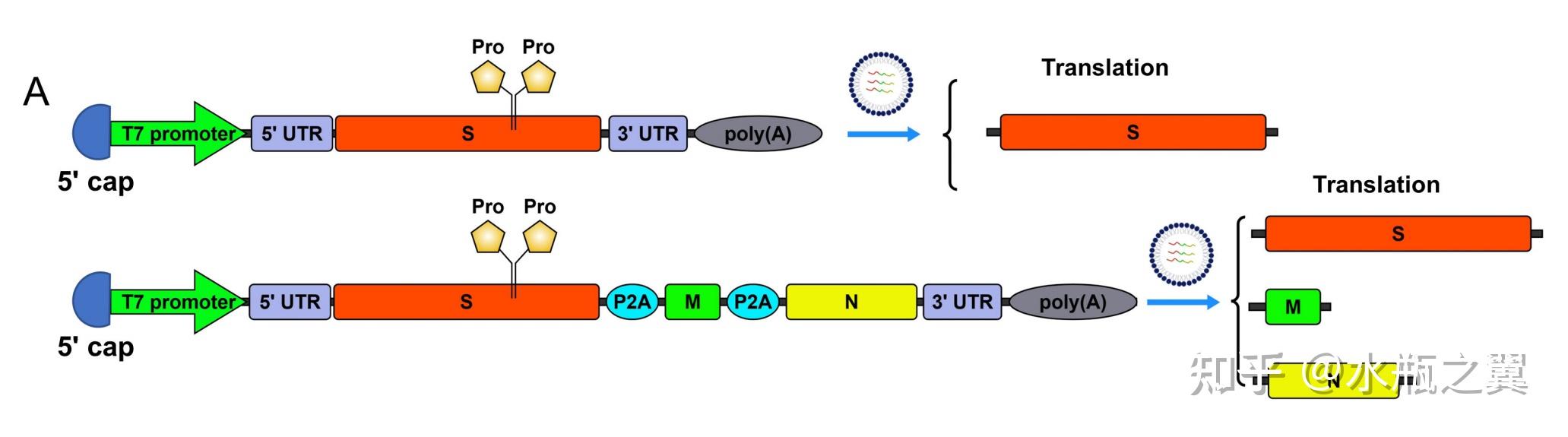 文献分享|兰兽研|JV|猪δ冠状病毒(PDCoV)mRNA疫苗(S+M+N抗原) - 知乎