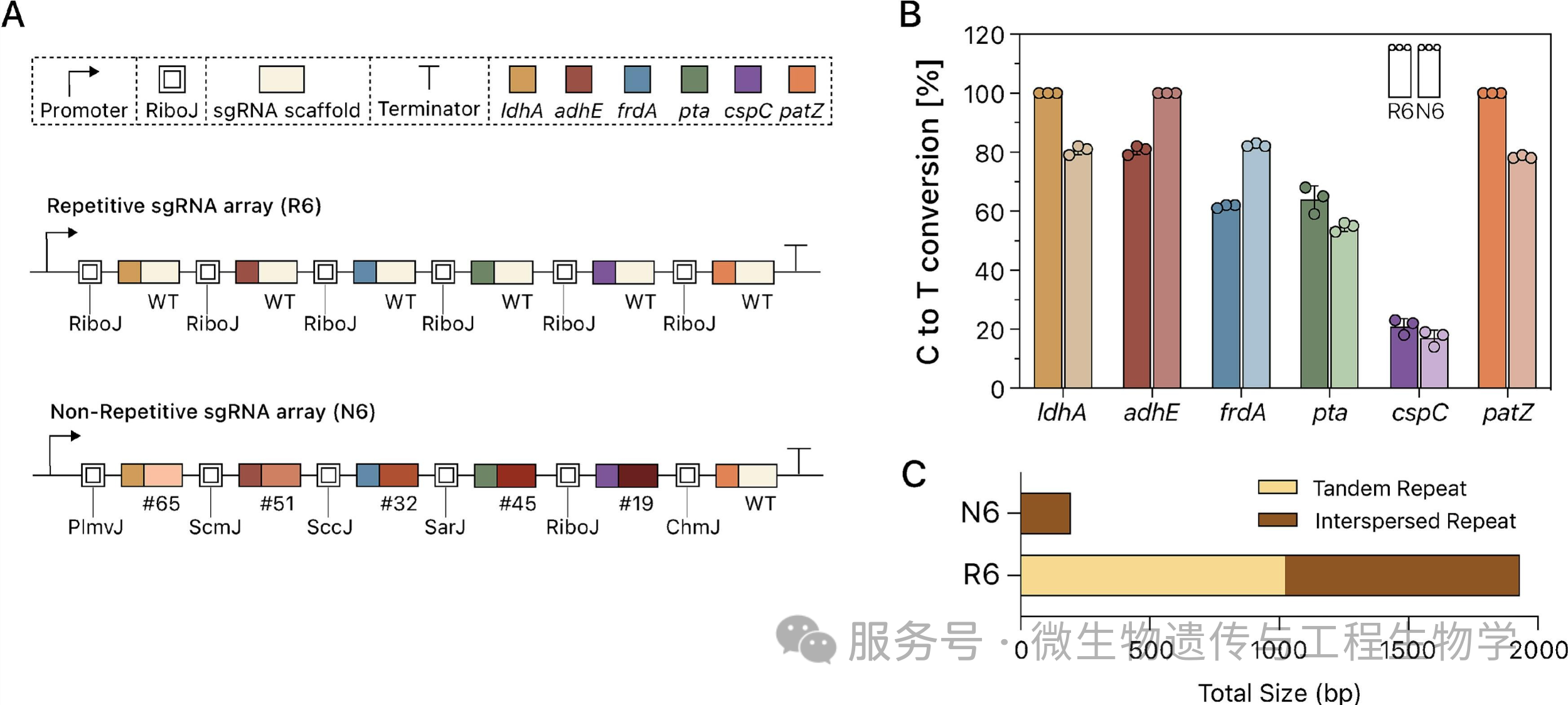 RiboJ辅助的大肠杆菌多重碱基编辑 - 知乎