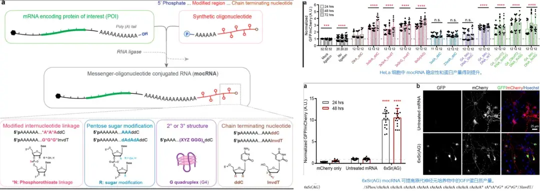 一个成熟的mrna会有多个polyA尾吗? - 知乎