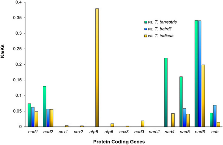 【线粒体基因组分析】17.使用KaKs_calculator3.0进行Ka/Ks选择压力分析 - 知乎