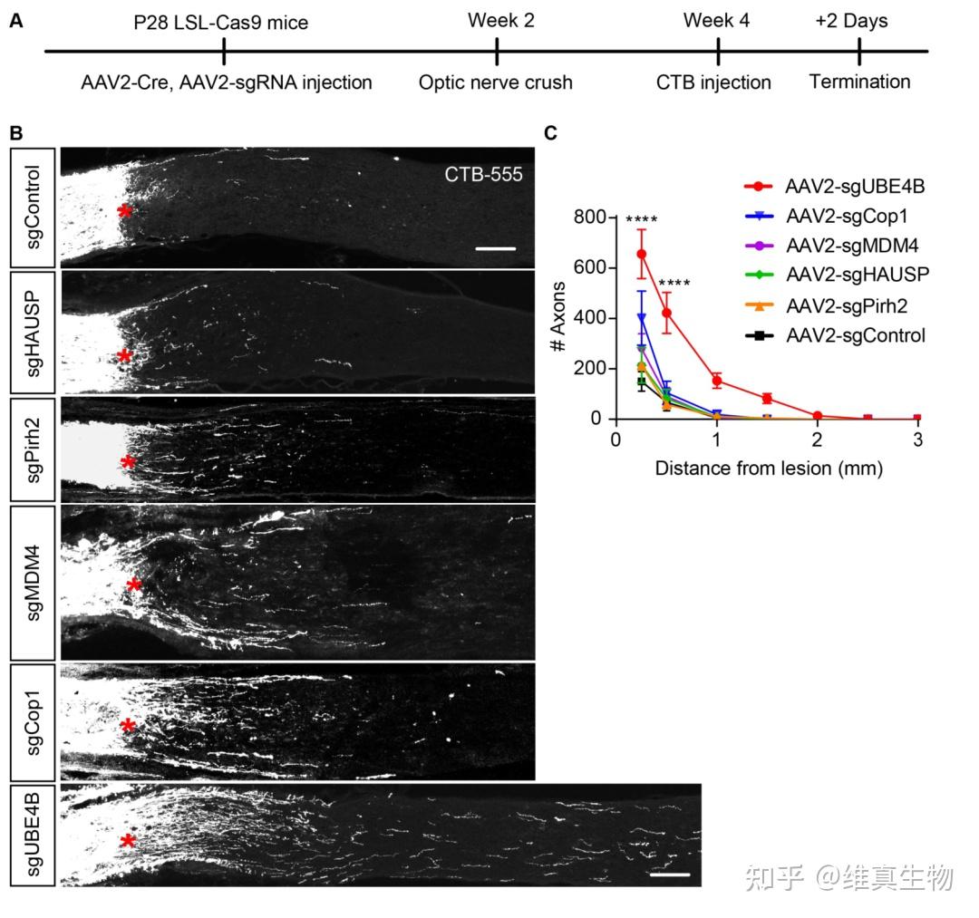 如何借助小鼠gRNA AAV载体实现基因敲除？ - 知乎