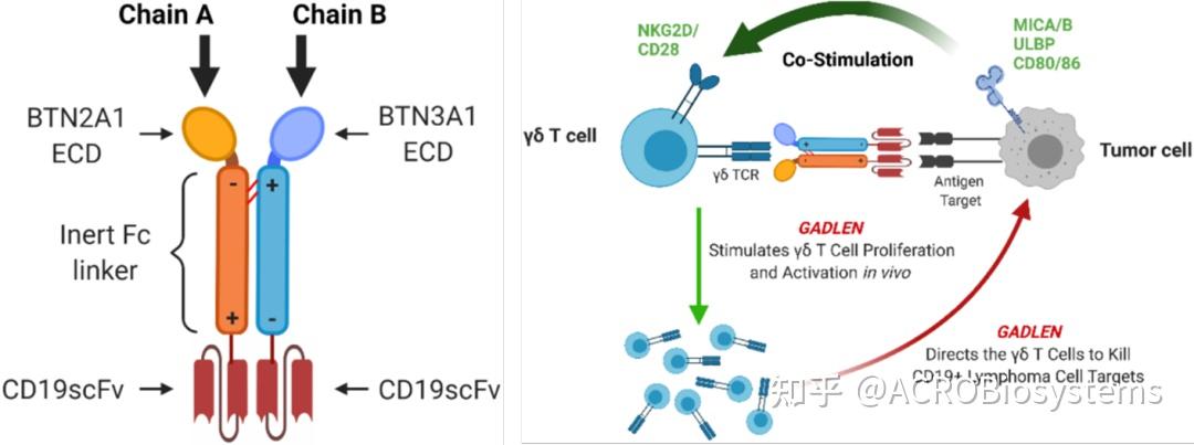 BTN3A1和BTN2A1：激活Vγ9Vδ2+ T细胞的神秘钥匙 - 知乎