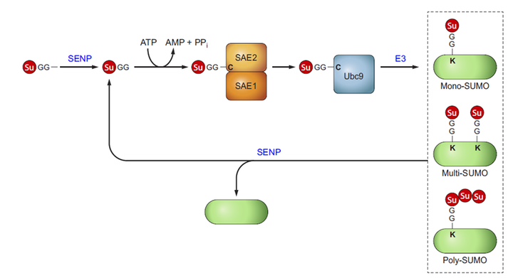 SUMO化修饰：调控蛋白质功能的关键角色 - 知乎