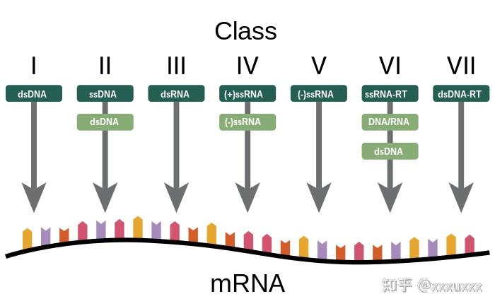 随知|从一张逆转录病毒转录产生mRNA的图中学习到的生物知识 - 知乎
