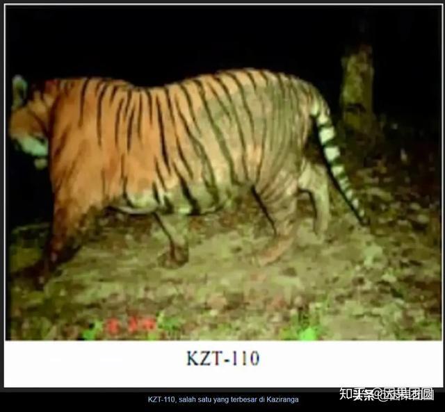 卡齐兰加系列5：传奇虎王KZT-085的故事！ - 知乎