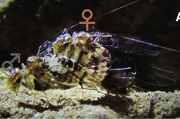 哪种动物的交配方式很奇葩？ - 知乎