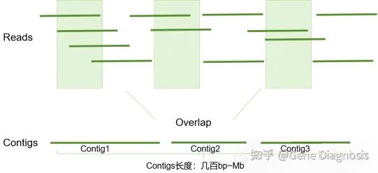 高通量测序中的关键概念解析（Read, Contig, Scaffold） - 知乎