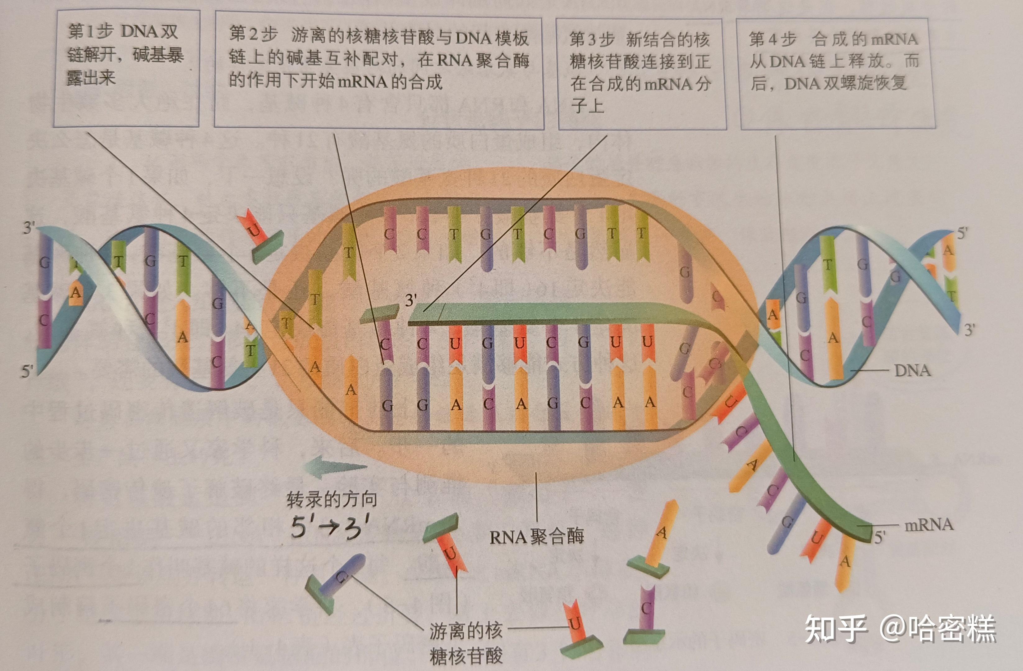 如何判断翻译时mRNA的移动方向? - 知乎