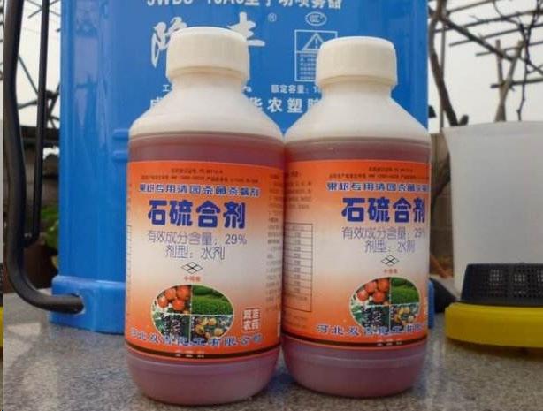 月季头号杀手，黑斑病和白粉病的预防与治疗！ 知乎