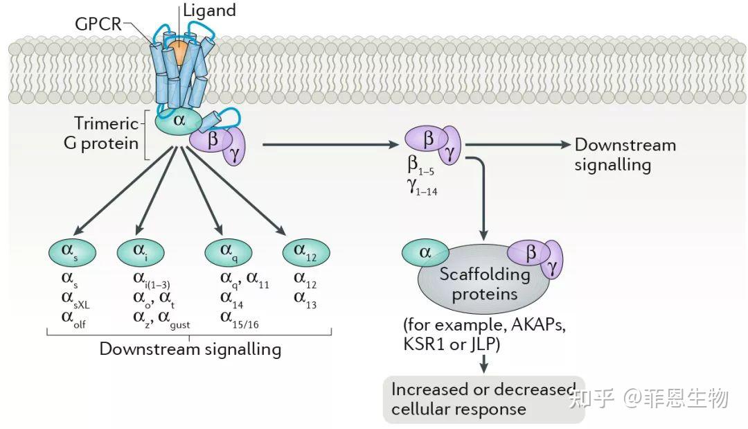 G蛋白偶联受体(GPCR)分子结构及信号通路概述 - 知乎