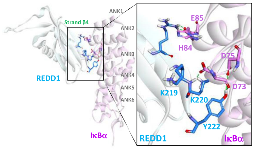 REDD1通过非典型NF-κB激活促进肥胖诱导的代谢功能障碍 - 知乎