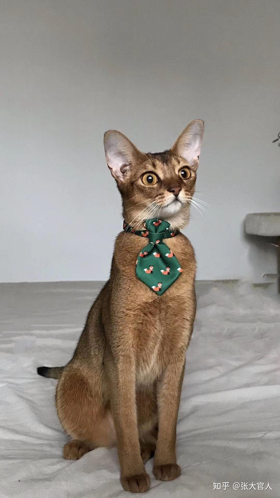 养阿比西尼亚猫（abyssinian）是种什么样的体验？这个品种有什么特点？ - 知乎