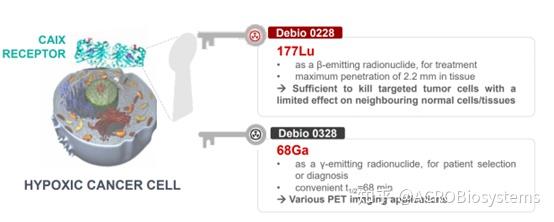 剑指缺氧实体瘤：靶向碳酸酐酶IX多点开花 - 知乎