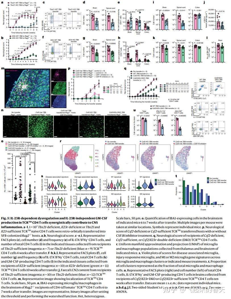 Nature | 肠道炎症促进微生物群特异性的 CD4 T 细胞介导的神经炎症 - 知乎
