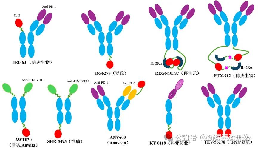 系统盘点PD-1/IL-2众生相，谁会成为下一个IBI363？ - 知乎