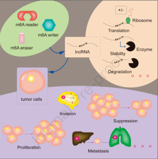 热点综述 | m6A × 肿瘤相关lncRNA研究思路 - 知乎