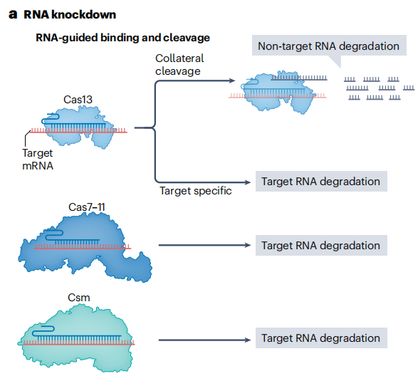 IF=85前沿综述 | CRISPR技术三维突破：基因组·表观·转录组编辑全景解析 - 知乎