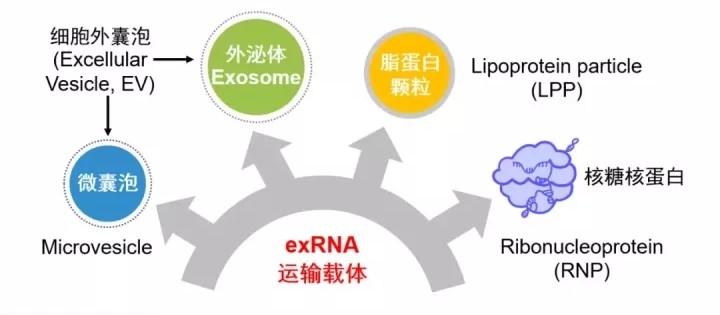 多篇Cell聚焦 | 细胞外RNA知多少——3张图带你认识exRNA和ERCC - 知乎