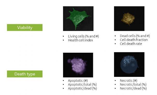 Nanolive 3D活细胞成像及其近年高分文章介绍 - 知乎