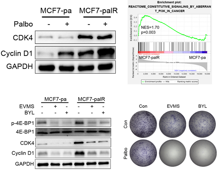 中山大学研究发现:PI3K/mTOR 抑制剂可逆转乳腺癌耐药 - 知乎 中山大学研究发现:PI3K/mTOR 抑制剂可逆转乳腺癌耐药 - 知乎