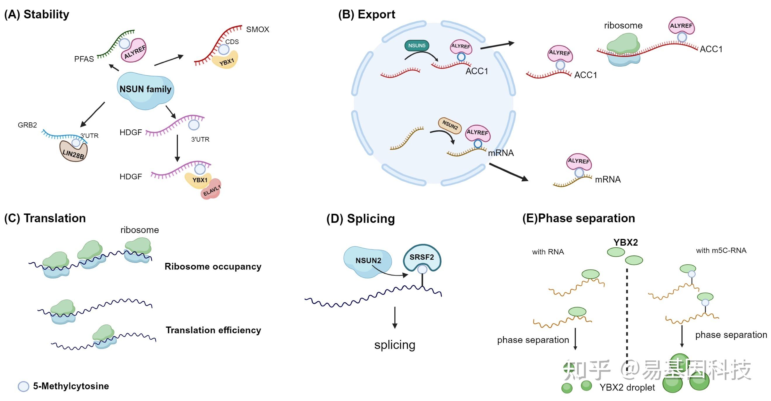 易基因：mRNA m5C修饰的鉴定、效应分子、分子机制及其生理病理功能：深度综述｜Int J Biol Sci - 知乎