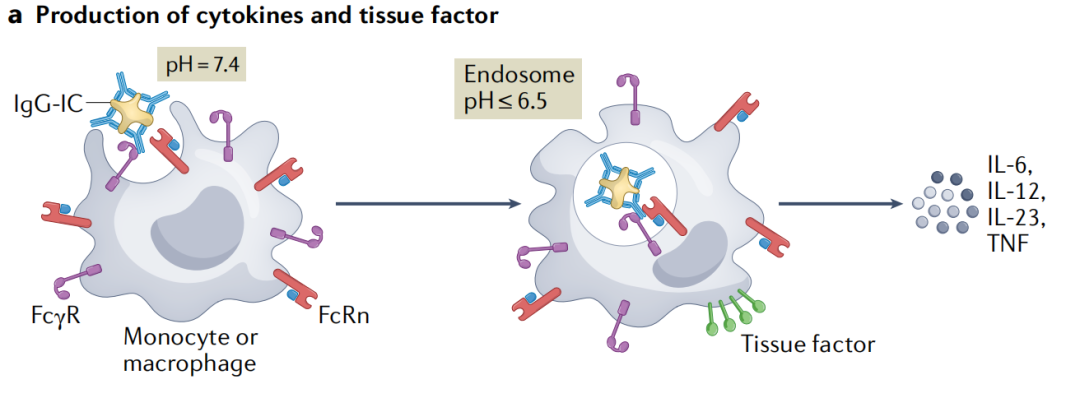 【Nature Reviews】综述: 进入新生儿Fc受体(FcRn)的治疗时代 - 知乎