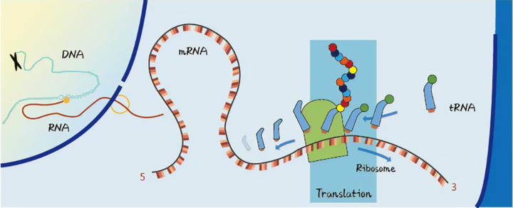 小知识 | RNA提取那些事（二） - 知乎